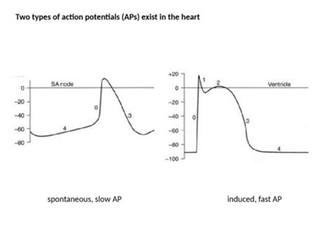 [4] Cardiac Action Potentials And Excitation Flashcards Quizlet