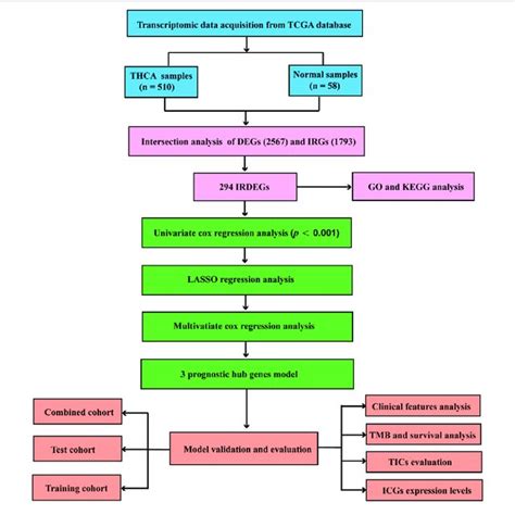 Flow Chart For Construction And Validation The Thca Prognostic Model