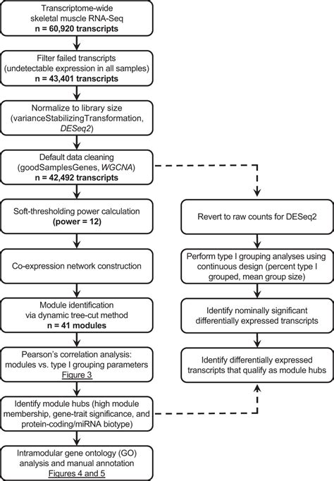 skeletal muscle transcriptional networks linked to type i myofiber
