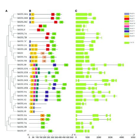 Phylogenetic Conserved Motif Intron And Exon Structure Analysis Of