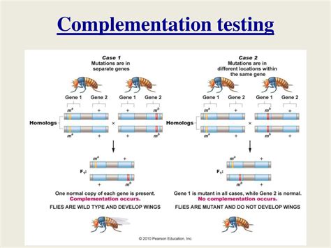 Ppt Lecture 14 Gene Interactions Powerpoint Presentation Free