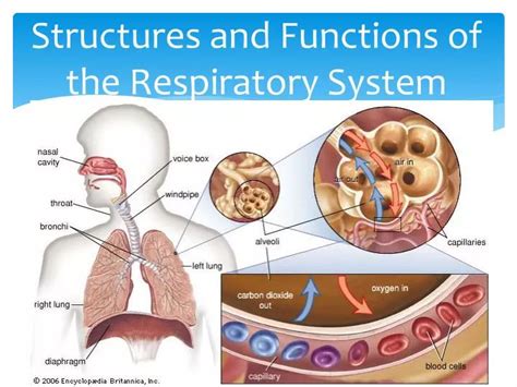 Pptx Structure And Function Of The Respiratory System Lesson Hot Sex