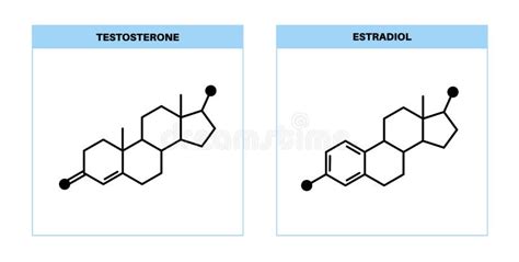Estrogen And Testosteron Hormones Vector Chemical Formulas Stock Vector