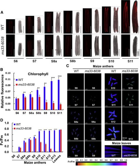 Normal Structure And Function Of Endothecium Chloroplasts Maintained By