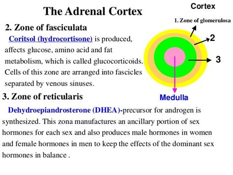 Adrenal Hormones