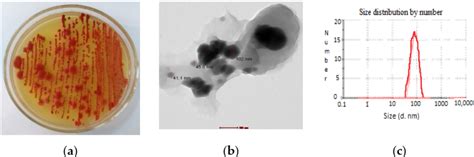 Figure 1 From Biosynthesis Of Nano Selenium And Its Impact On