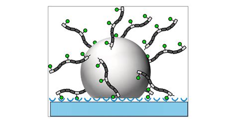 Multivalent Binding Of Precision Glycooligomers On Soft Glycocalyx