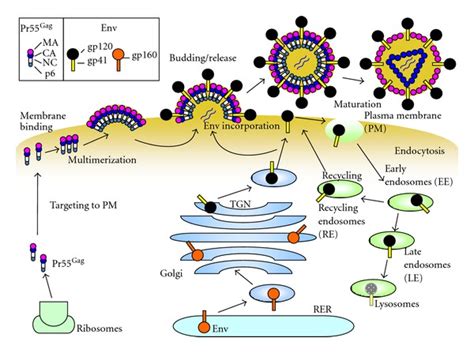 Synthesis And Trafficking Of Hiv 1 Gag And Env Proteins Precursor Gag