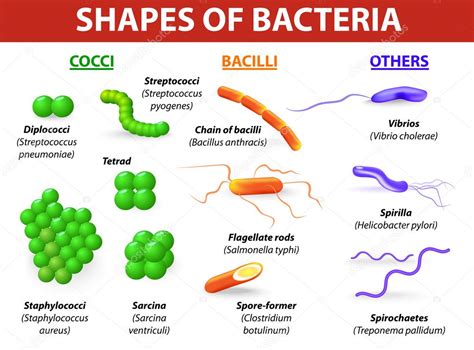 Types Of Bacteria Basic Morphological Differences Between Bacte