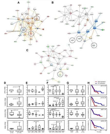 Cancers Free Full Text Genome Wide Analysis Of Lncrna Mrna Co