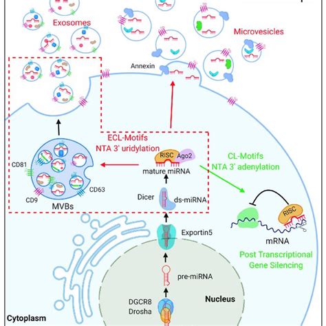 Microrna Mirna Biogenesis And Sorting In Extracellular Vesicles Upon