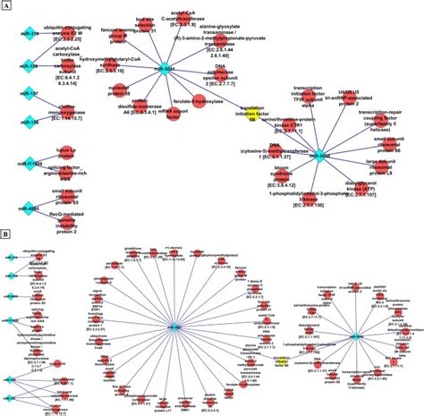 A Novel Mirna Analysis Framework To Analyze Differential Biological