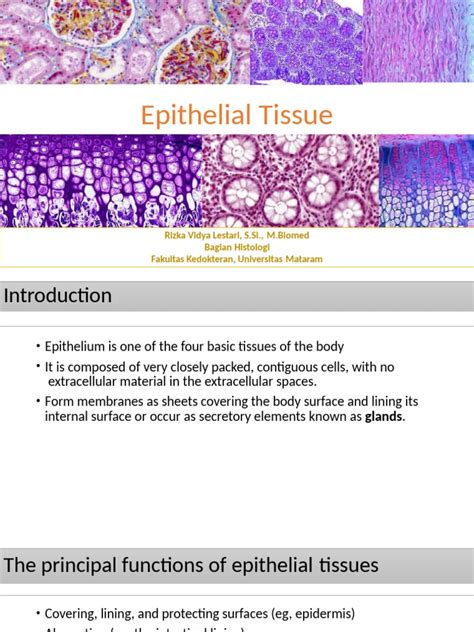 Comprehensive Overview Of Epithelial Tissue Its Functions Types