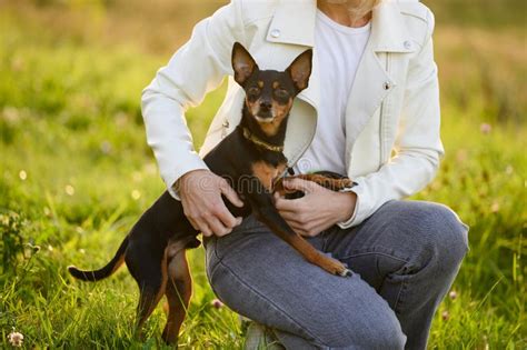 Owner Strokes A Smooth Haired Russian Toy Terrier In The Park During A