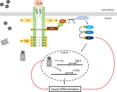 Glucocorticoids Attenuate Interleukin‐6‐induced C‐fos And Egr1