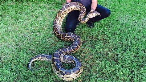 police capture cat killing python in florida