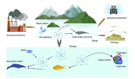 The Primary And Secondary Microplastics Loaded With Pathogens And A