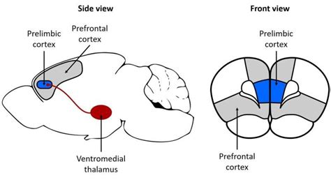 Mapping The Decision Making Pathways In The Brain