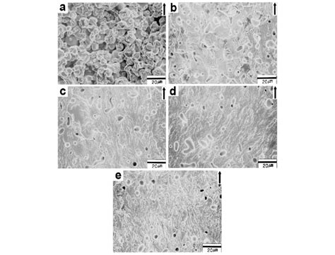 Sem Micrographs Showing The Fatigue Fracture Surfaces Of A 17p B