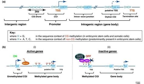 Overview Of The Regulation Of Gene Expression By Dna Methylation