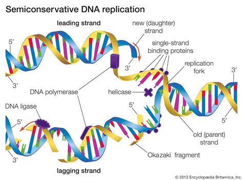 Heredity Dna Structure Composition Genetics Britannica