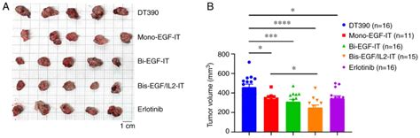 Egf‑il2 Bispecific And Bivalent Egf Fusion Toxin Efficacy Against