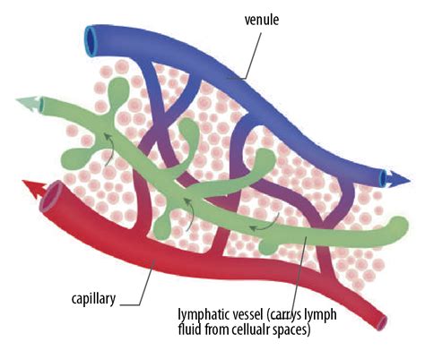 Lymph Node Locations And The Importance Of Lymphatic Drainage Porn
