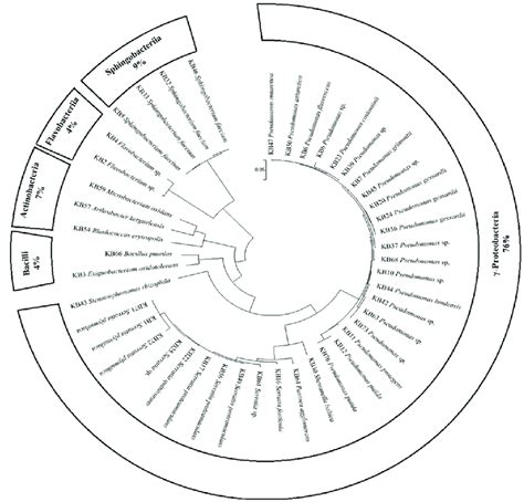 Maximum Likelihood Phylogenetic Dendrogram Based On 16s Rdna Sequences