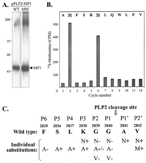 N Terminal Sequence Analysis Of The Mhv Mp1 Cleavage Product A