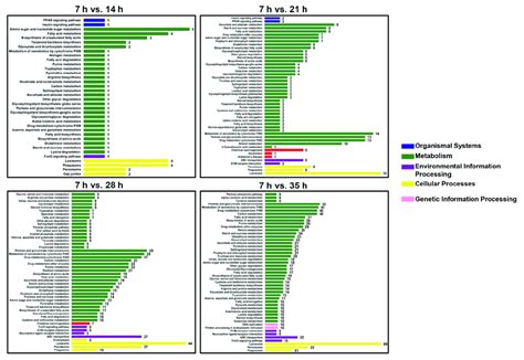 Kegg Pathway Classification For Differential Expression Genes Degs In