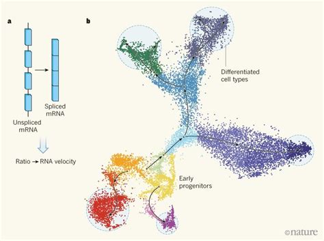 单细胞测序小白笔记（八） Rna Velocity 知乎