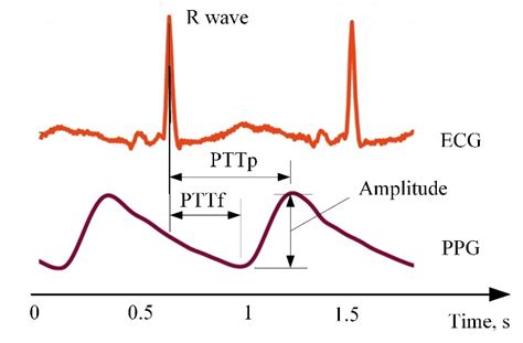 Comparison Between Ecg And Ppg Signals [109] Download Scientific Diagram