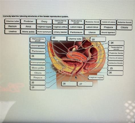 36 Correctly Label The Following Anatomical Structures Of The Female