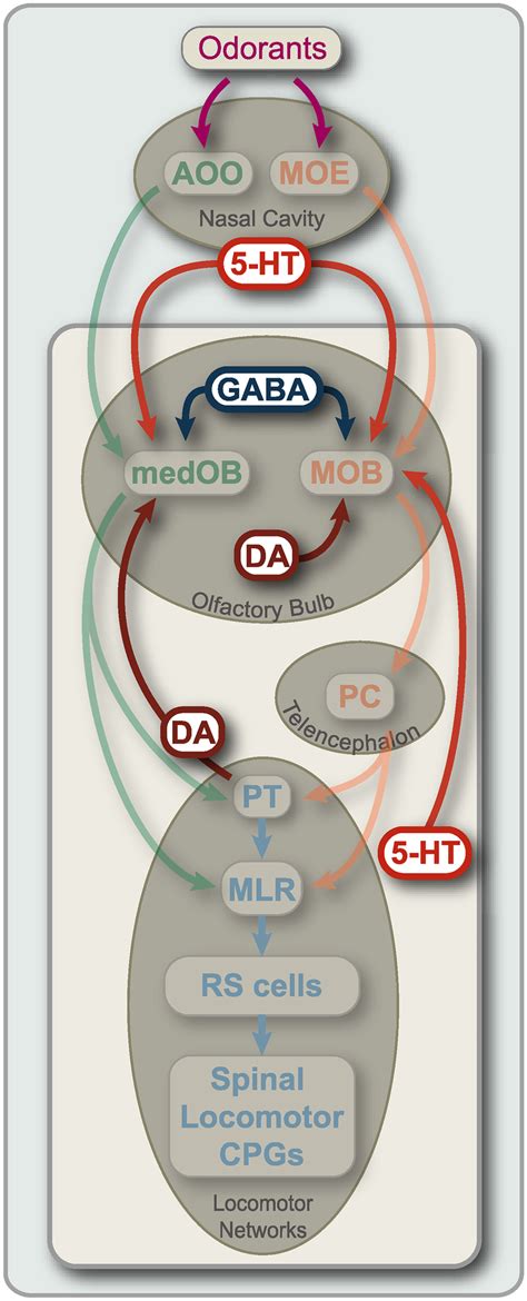 Modulation Of Transmission In Olfactomotor Pathways At The Level Of The