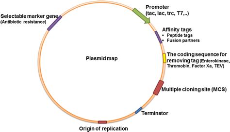 Important Elements Of Expression Plasmid In Bacteria The Distance