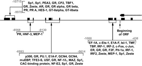 Conserved Transcription Factor Binding Motifs In The 5 Flanking Regions