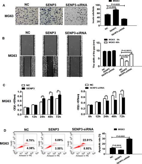 Senp3 Regulates Cell Invasion Migration Proliferation And Apoptosis