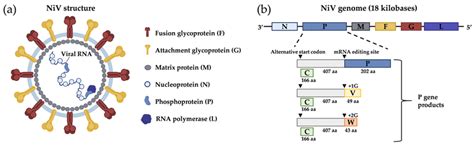 Nipah Virus Niv Structure And Genome Organization A Enveloped Niv