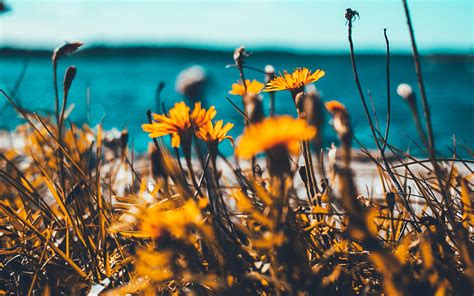 Wallpaper For Desktop Laptop Nu64 Flower Summer Spring Nature