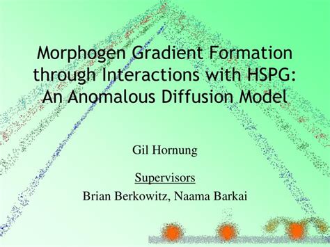 Ppt Morphogen Gradient Formation Through Interactions With Hspg An