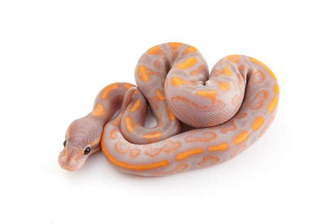 pin on ball pythons