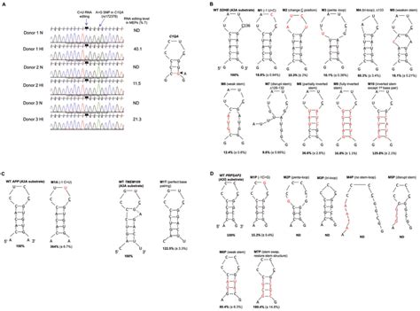 A3a And A3g Prefer Predicted Stem Loop Structures In Their Rna