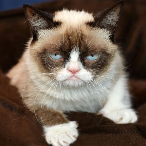 grumpy cat releases second book popsugar celebrity