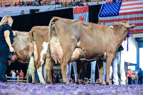 Ayrshire Cows Ella Wright Photography