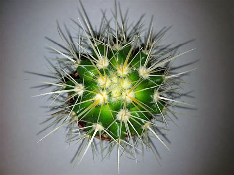 there s a lucas number in my cactus wired