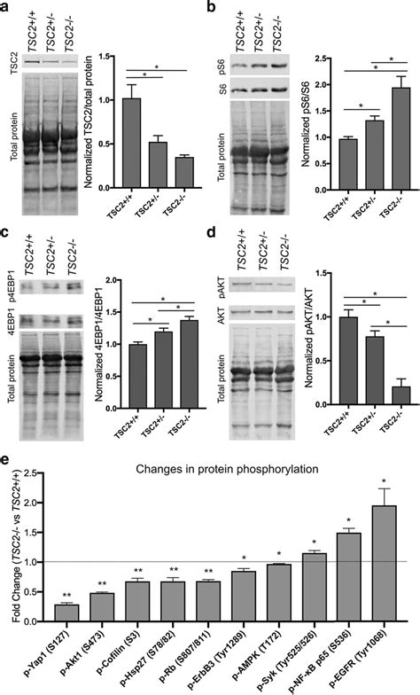 Mtorc1 Hyperactivation In Ipsc Derived Neurons A Western Blot Of Tsc2