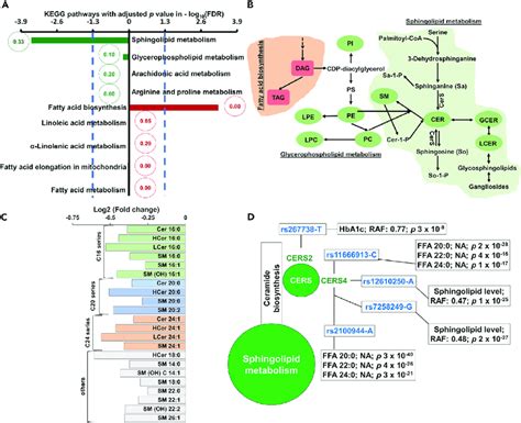 The Discovery Of Early Stage Pathways Via A Systems Biology Approach