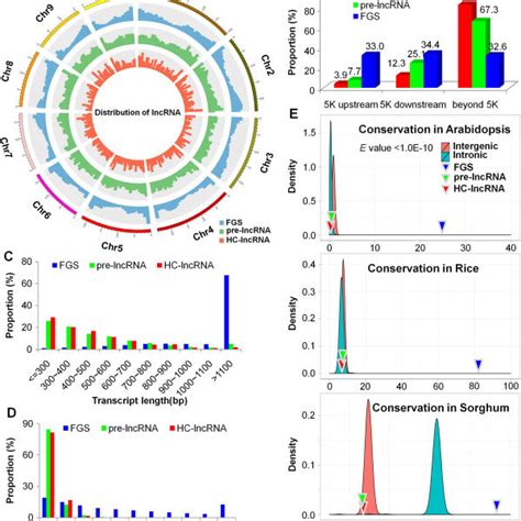 Informatics Pipeline For The Identification Of Maize Lncrnas A
