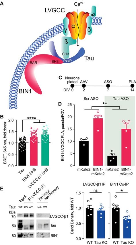 Alzheimers Disease Risk Gene Bin1 Induces Tau Dependent Network