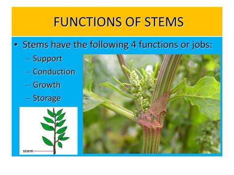 Stem Characteristics Functions And Modifications